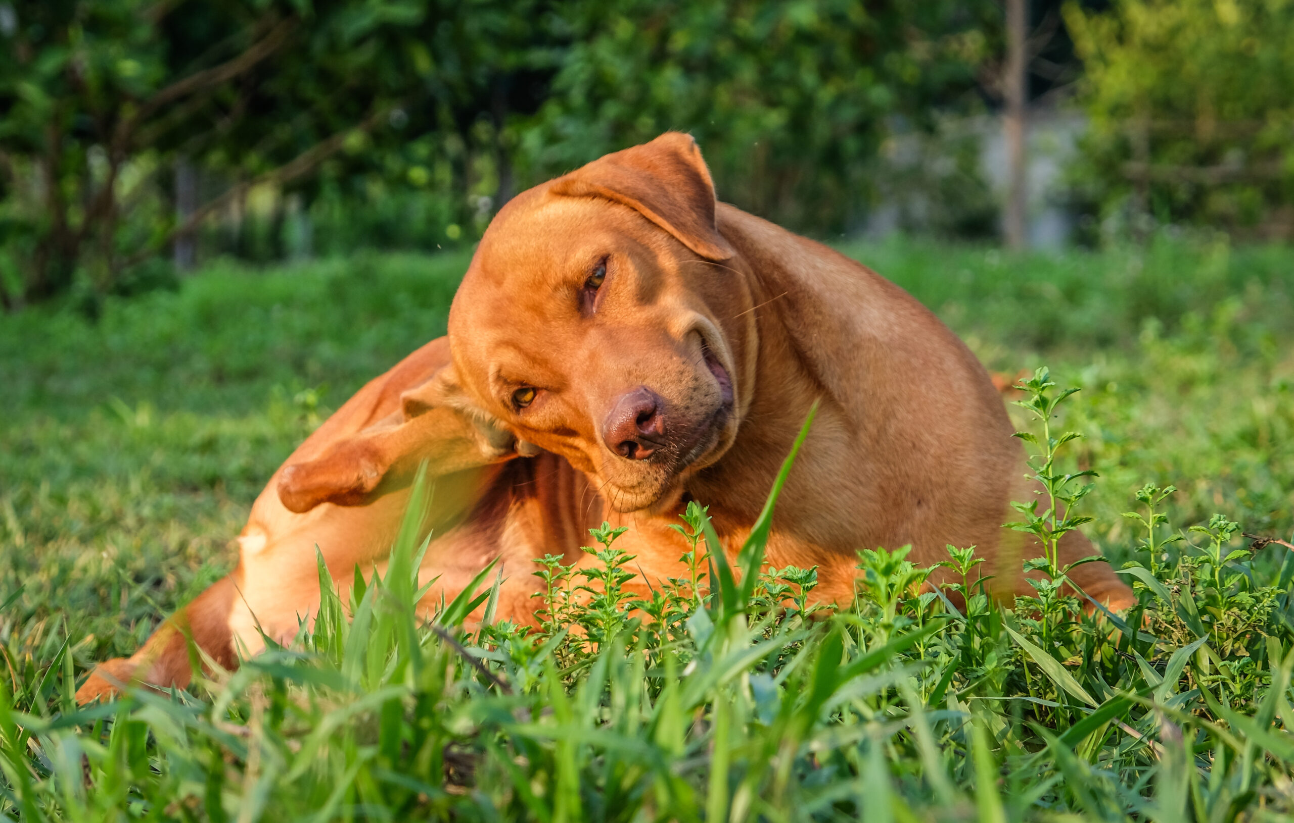 Treating Itchy Dog Skin Affordably Low Cost Pet Vet FAQ Prices Treating Itchy Dog Skin Affordably Low Cost Pet Vet FAQ Prices